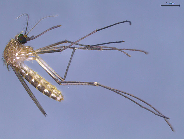Pernilongo 'gigante' só morre pisoteado ou afogado em São Paulo | A Gazeta